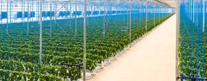 Vegtech Greenhouse Solution Projects for Southern Africa - Netafim