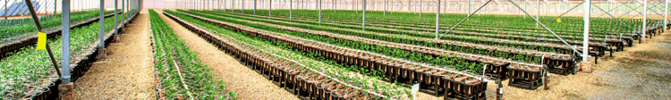Setting Komati Fruit Nurseries up for growing success | Blog | Vegtech ...