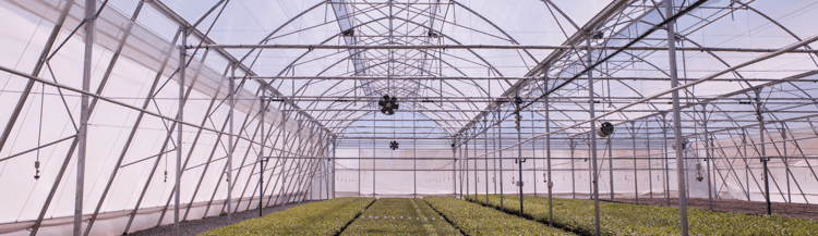 Sun and heat protection for greenhouse crops - Netafim