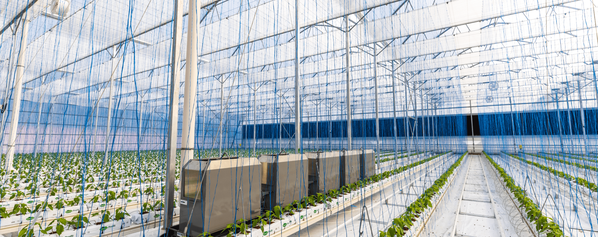 Greenhouse Structures | Polytunnels | Net-Houses | Vegtech - Netafim