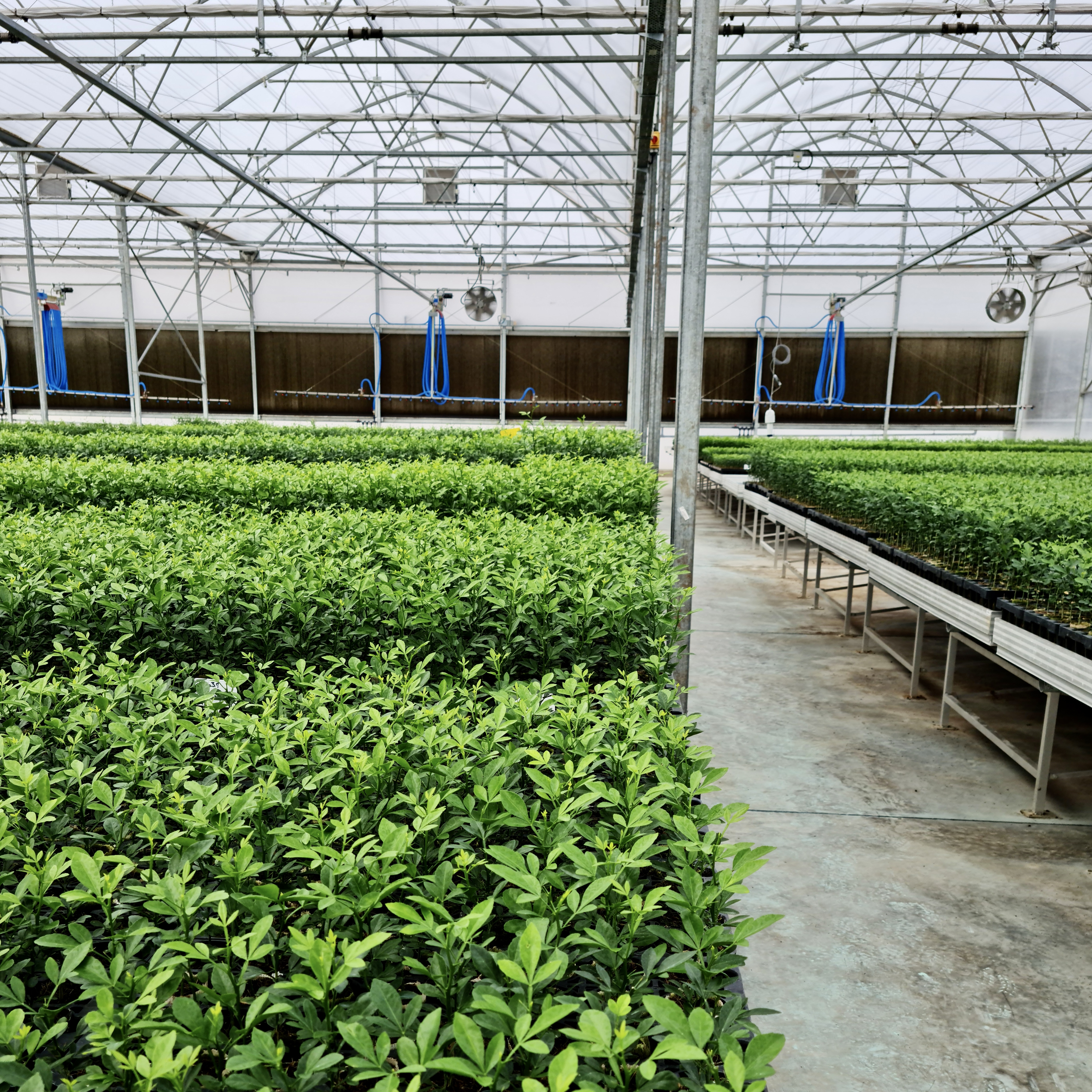 Komati Fruit Nurseries, Mpumalanga - Netafim