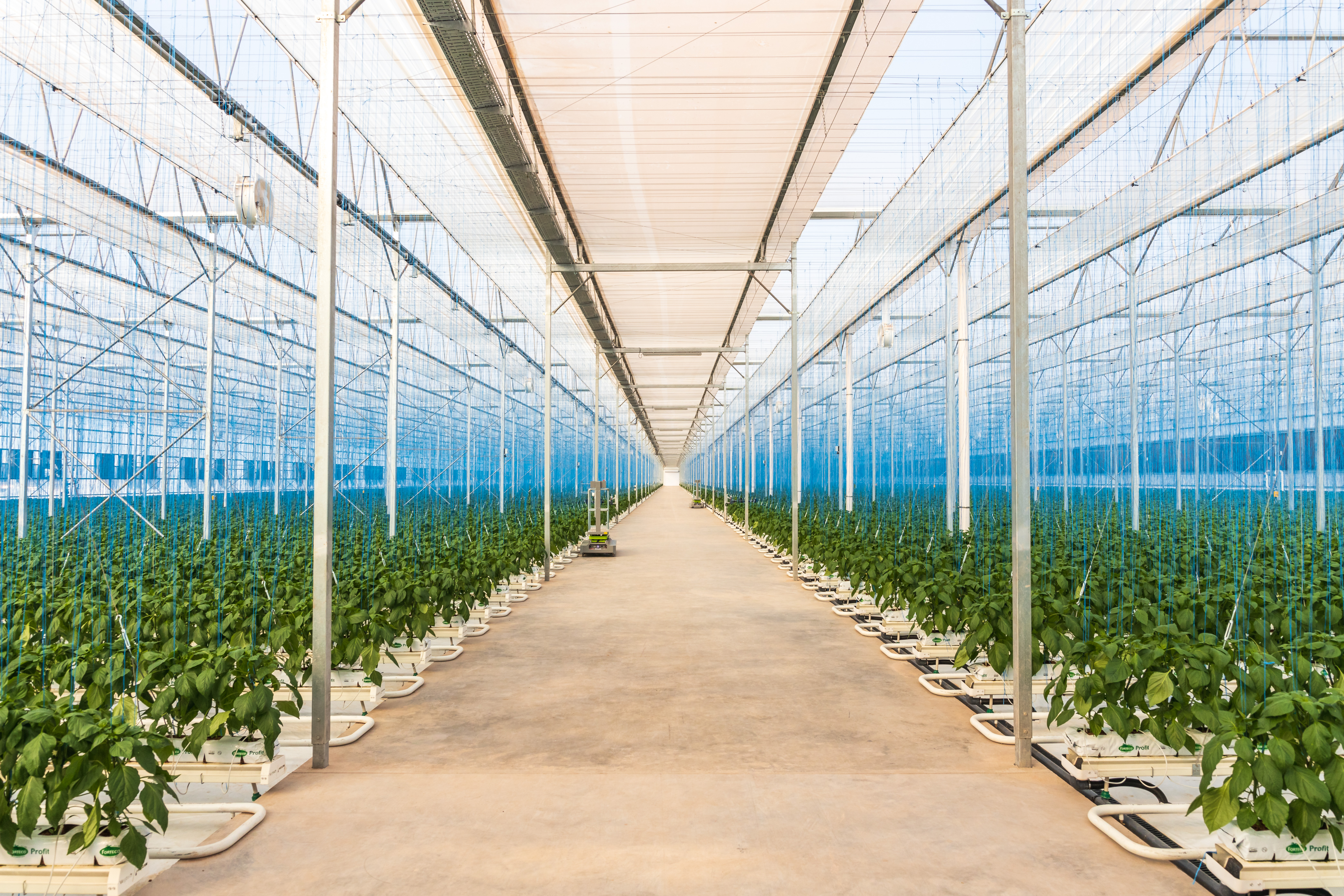 Emseni Greenhouse Operations | Kwazulu Natal | Vegtech Projects - Netafim