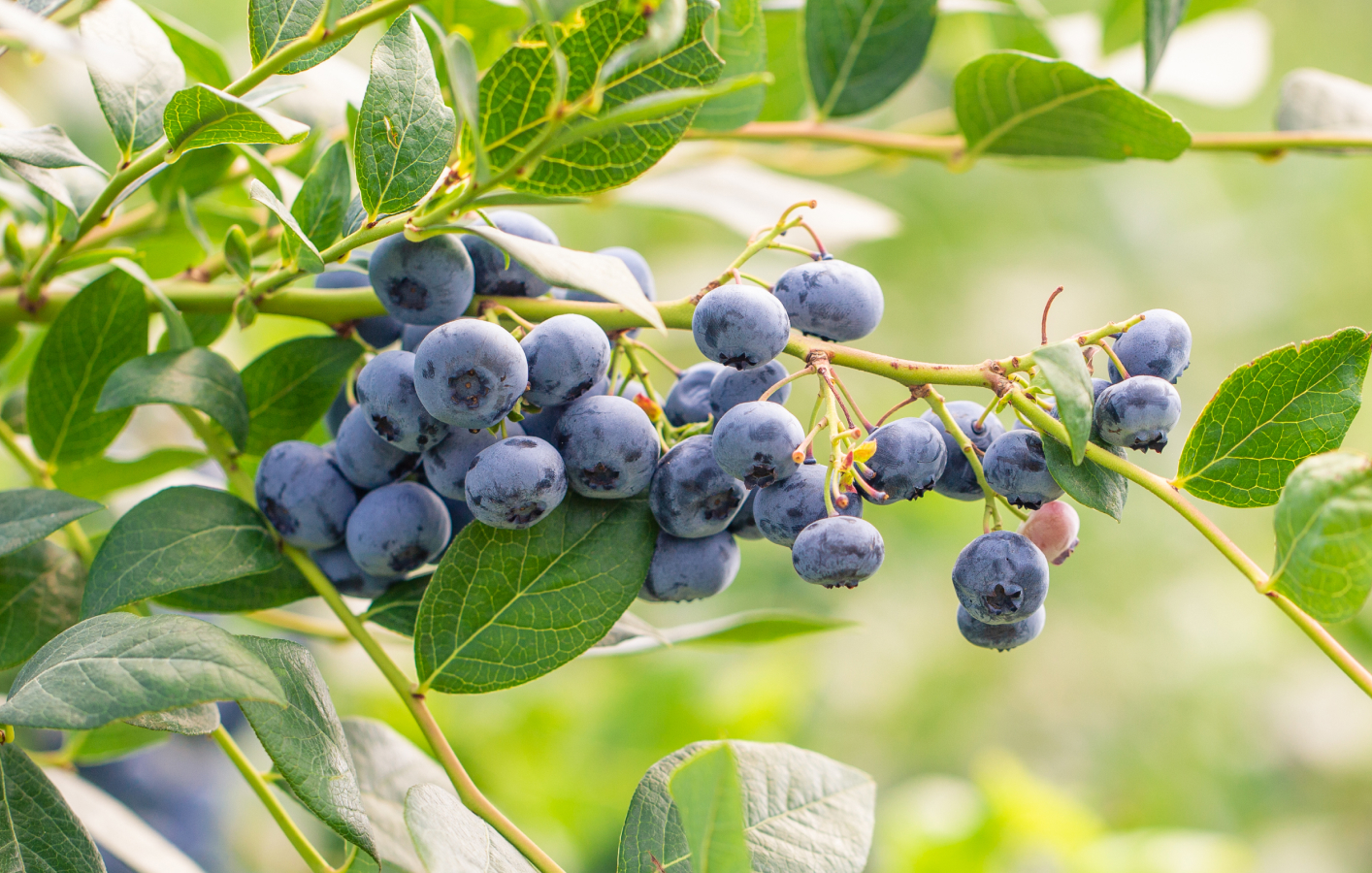 Grow Better Blueberries In A Greenhouse | Vegtech Netafim - Netafim