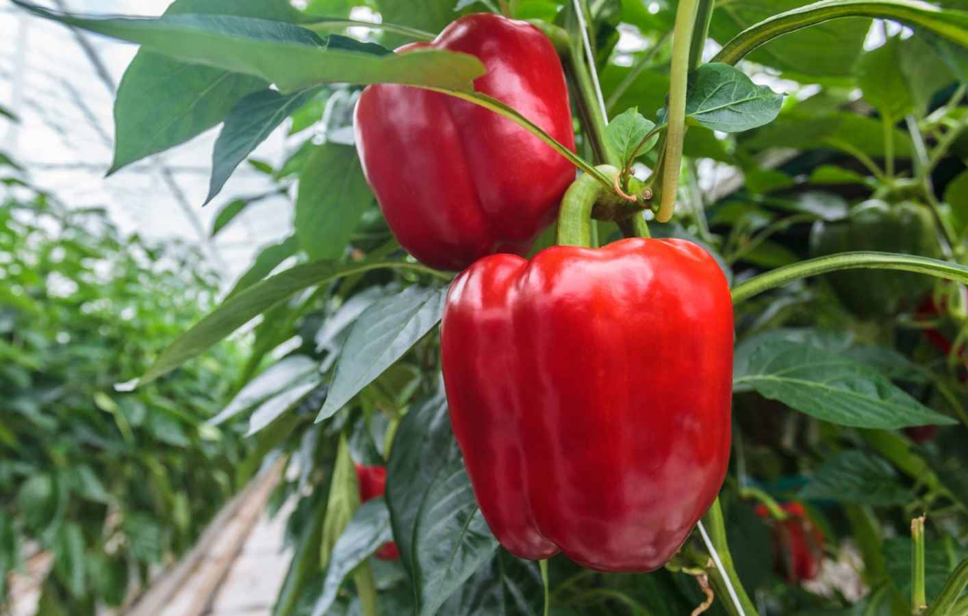 Get The Most Out Of Your Pepper Crop | Vegtech Netafim - Netafim