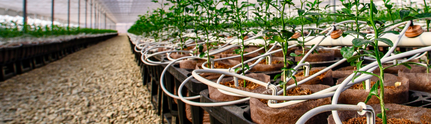 Growing local to build food security - Netafim