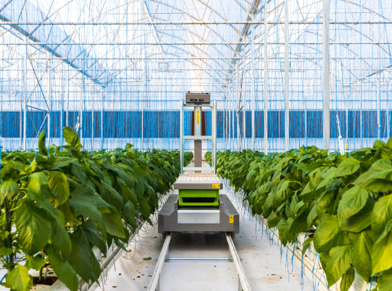 Greenhouse Solutions Engineered for Africa | Vegtech - Netafim