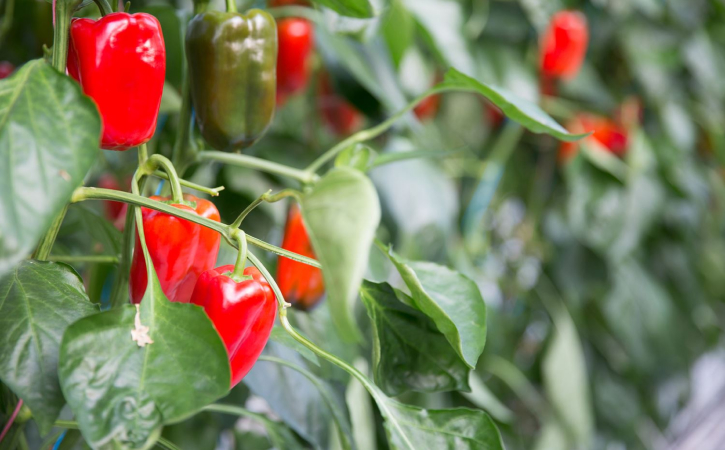 Get The Most Out Of Your Pepper Crop | Vegtech Netafim - Netafim